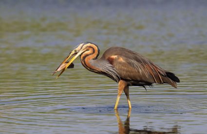 La botánica de la Albufera de Valencia – Agroicultura