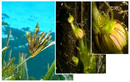 Posidonia Oceánica, el filtro del Mediterráneo – Agroicultura Perinquiets