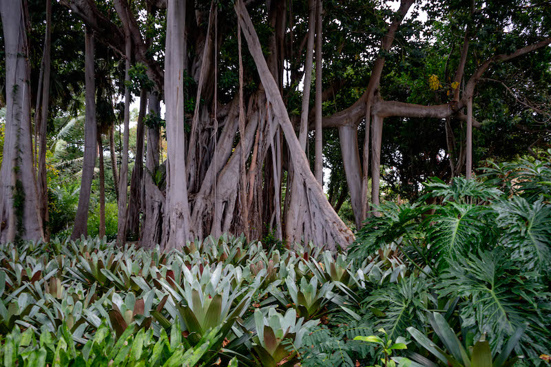 La asombrosa variedad de los Ficus – Agroicultura Perinquiets